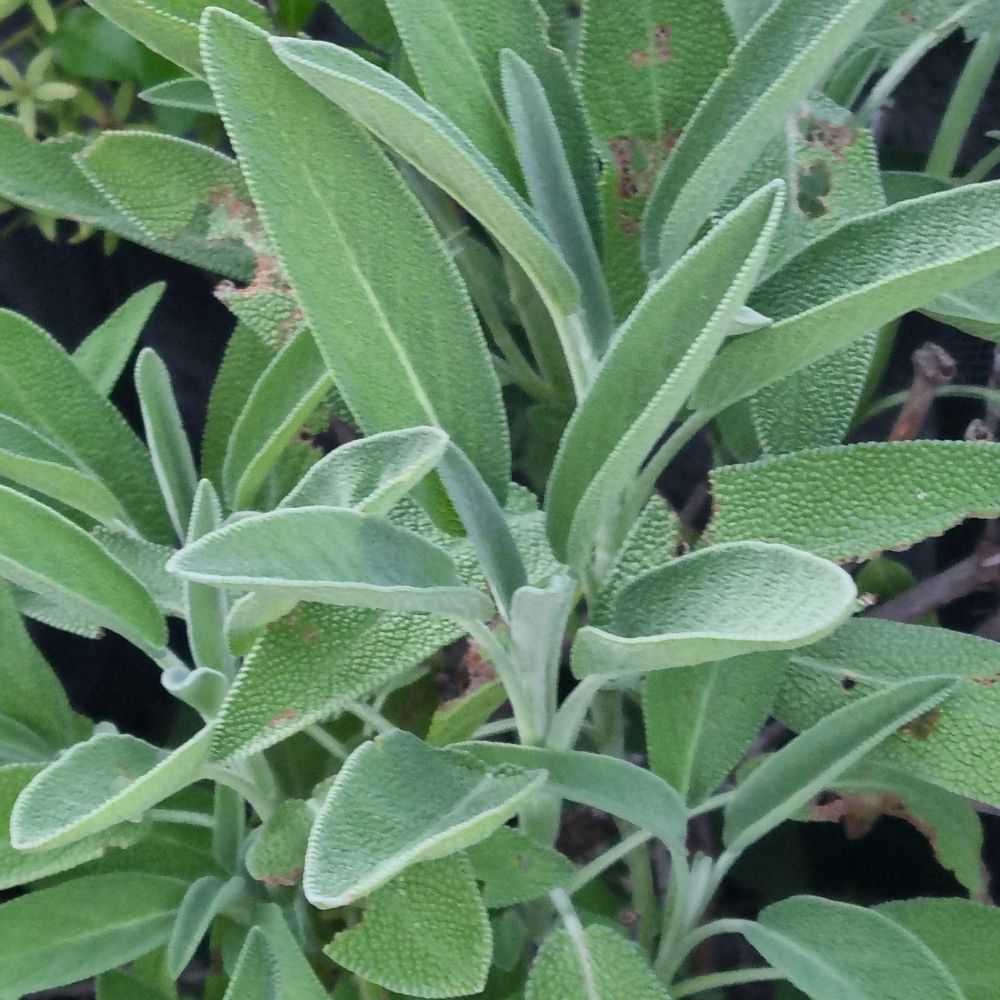 Soothing Sage - Amanda's Herbs