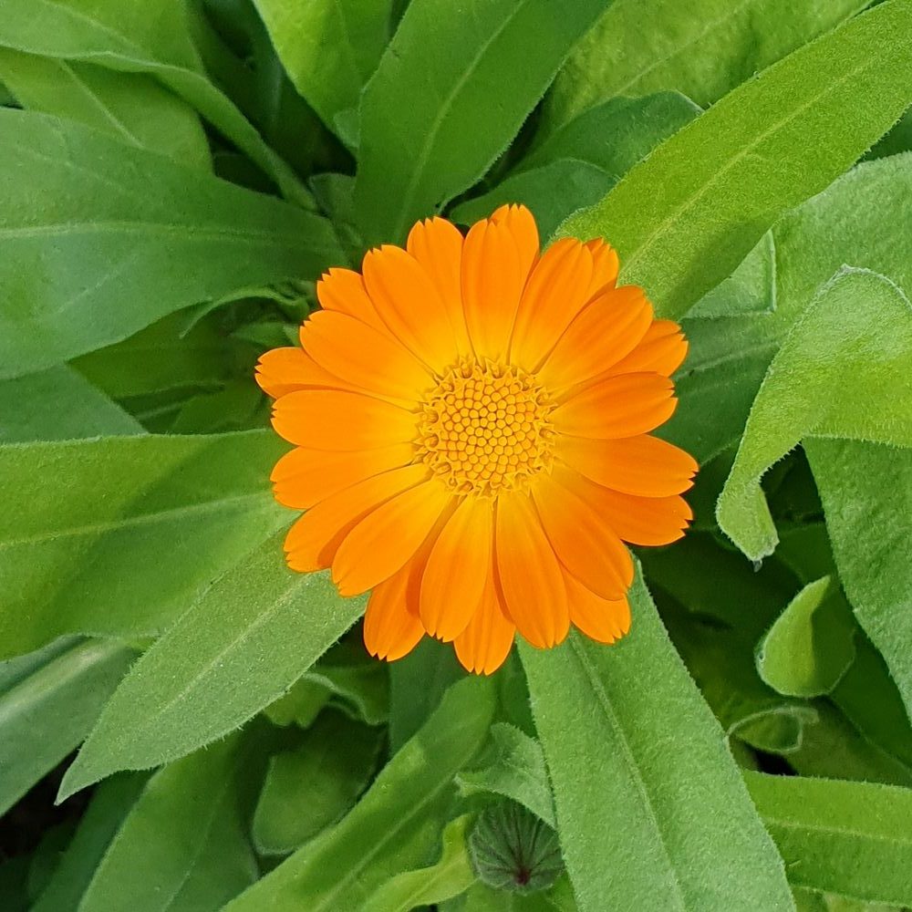 Gritty Gardeners Soap - Amanda's Herbs